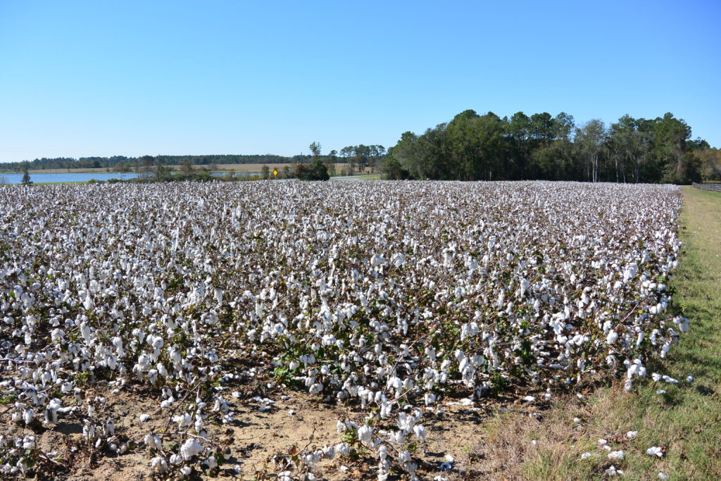 Fields of Cotton - beatravelling