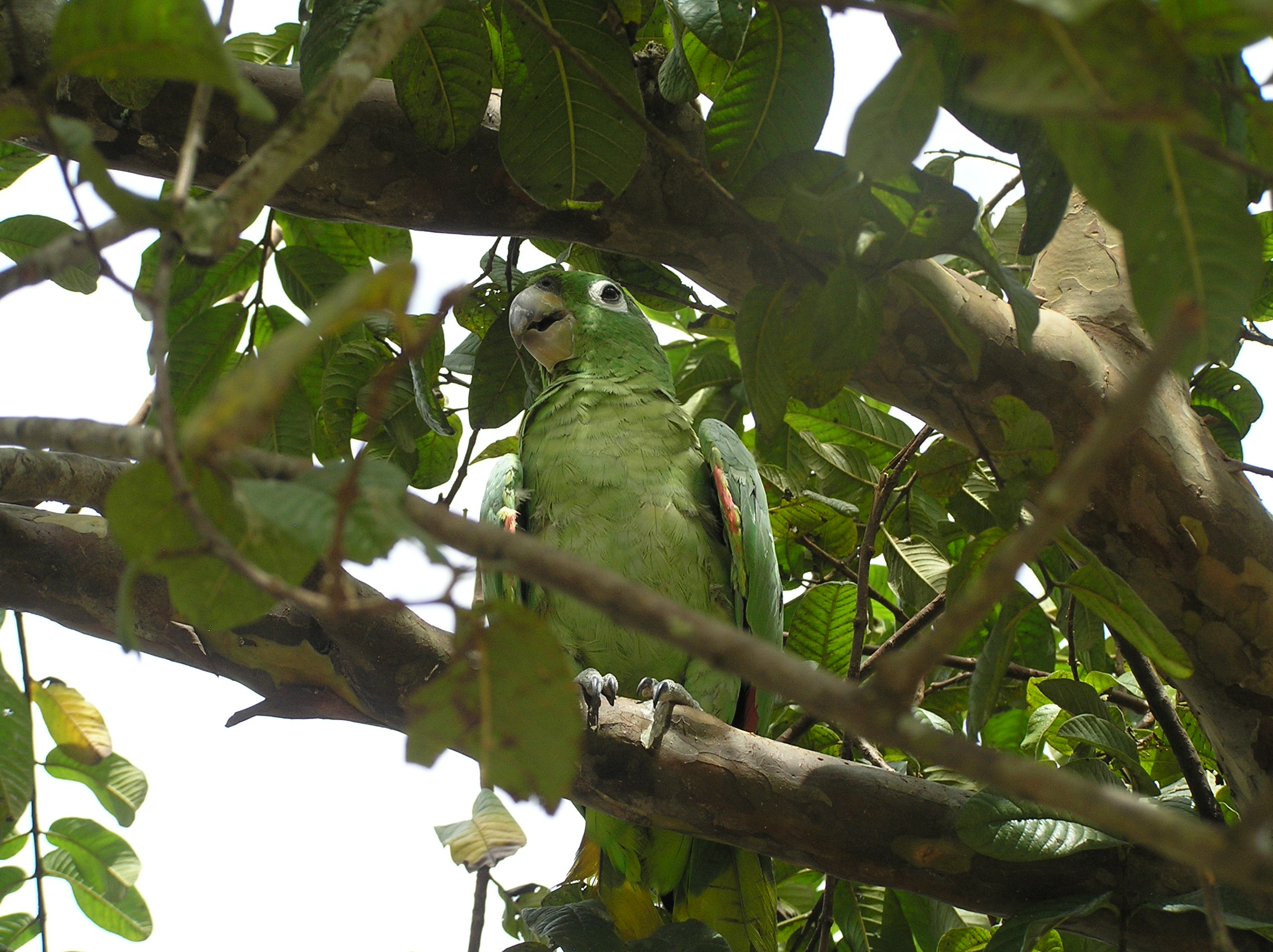 Indiana, Amazon Rainforest - beatravelling